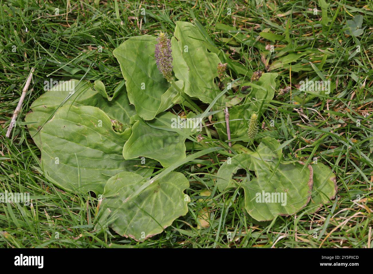 greater plantain (Plantago major) Plantae Stock Photo - Alamy