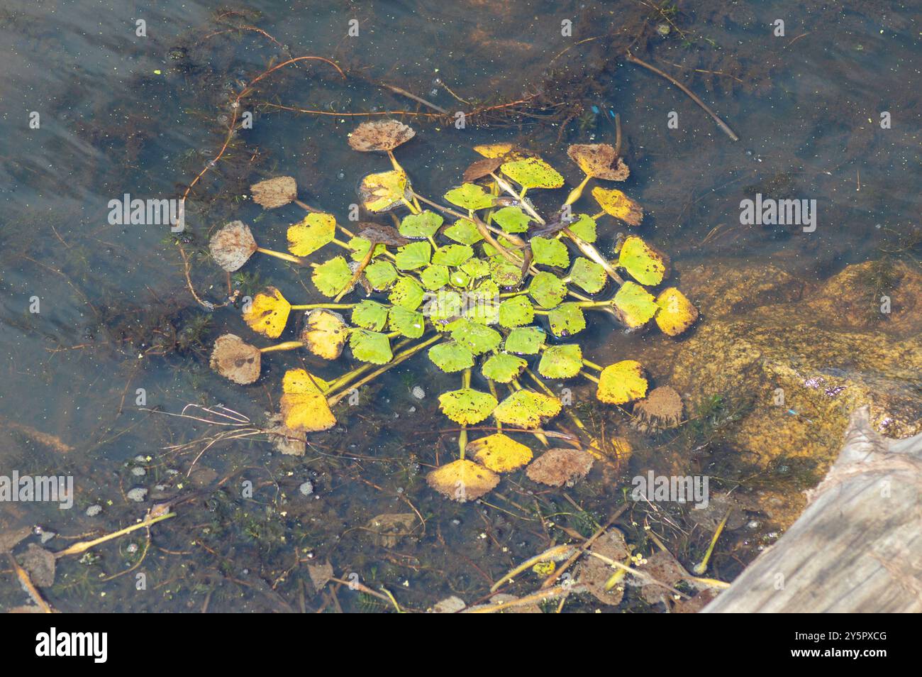 Water caltrop (Trapa natans) Plantae Stock Photo - Alamy