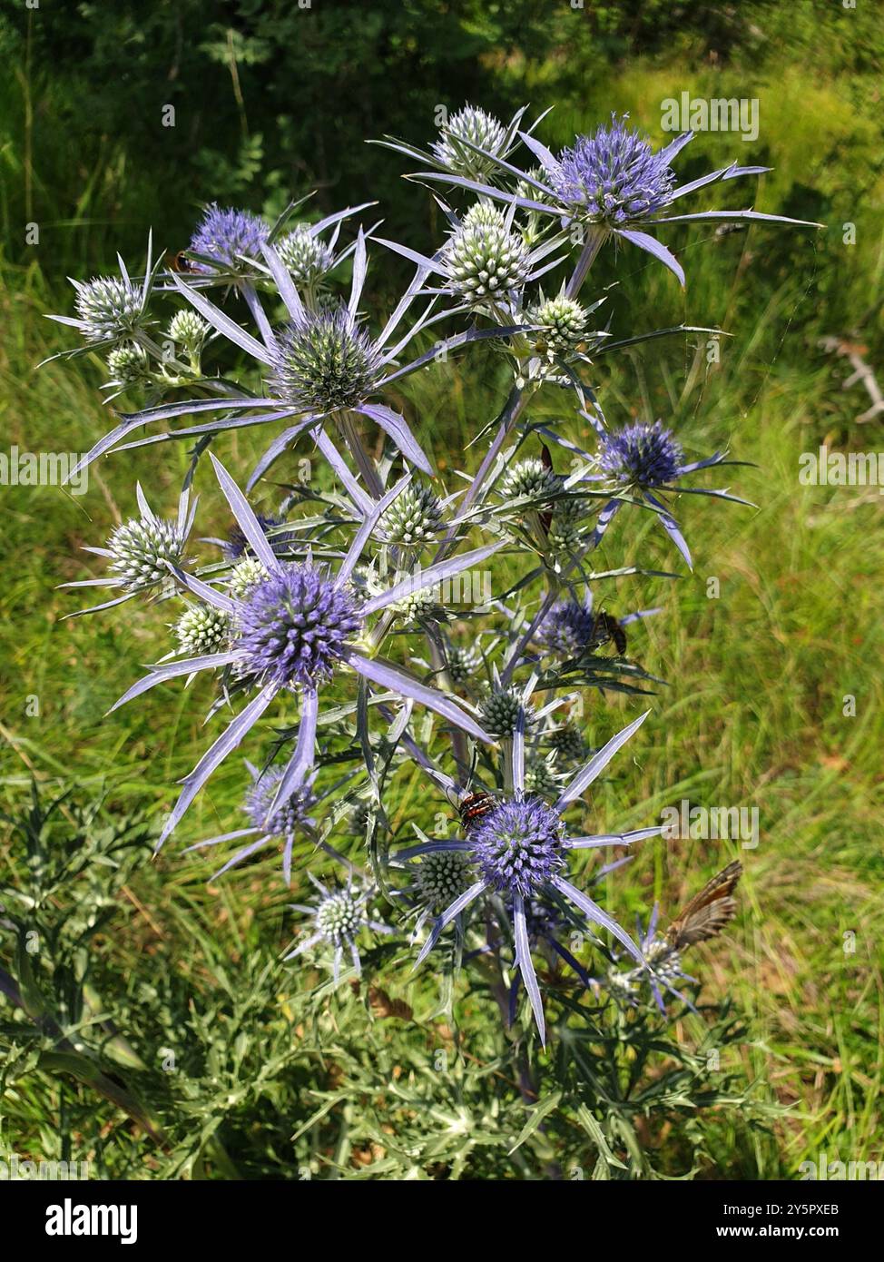 Italian Eryngo (Eryngium amethystinum) Plantae Stock Photo - Alamy