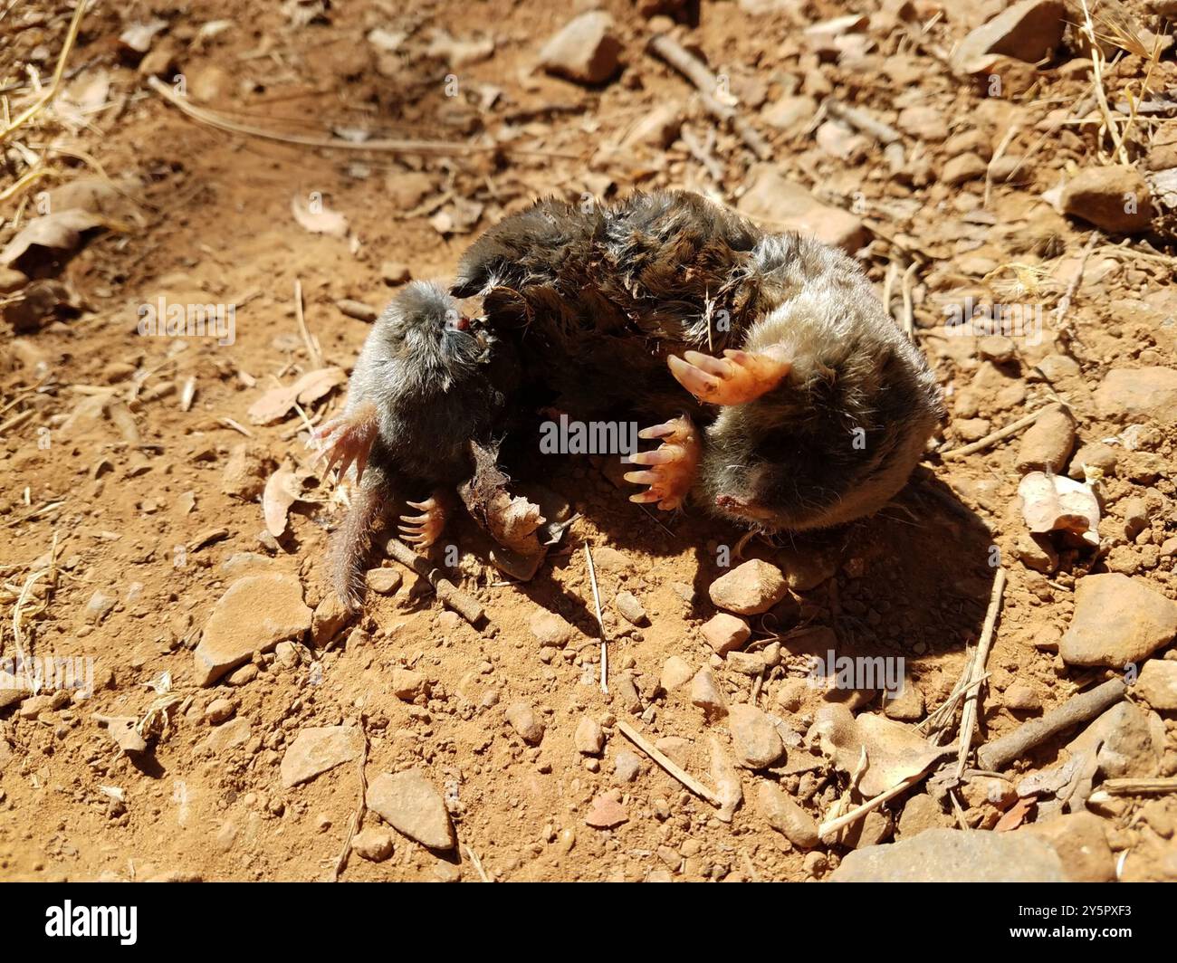 Broad-footed Mole (Scapanus latimanus) Mammalia Stock Photo - Alamy
