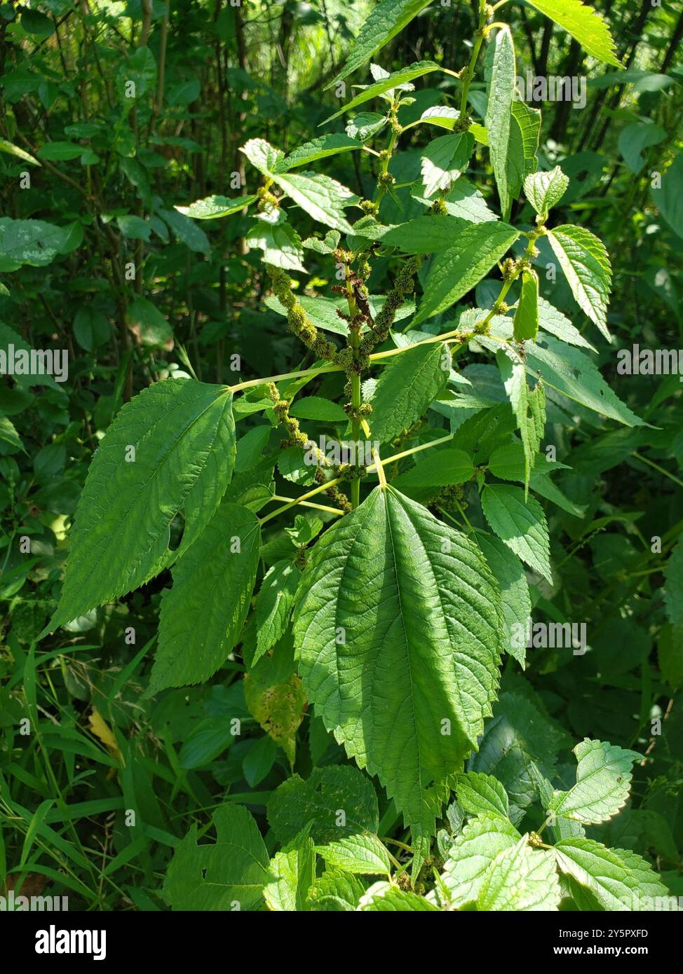 false nettle (Boehmeria cylindrica) Plantae Stock Photo - Alamy