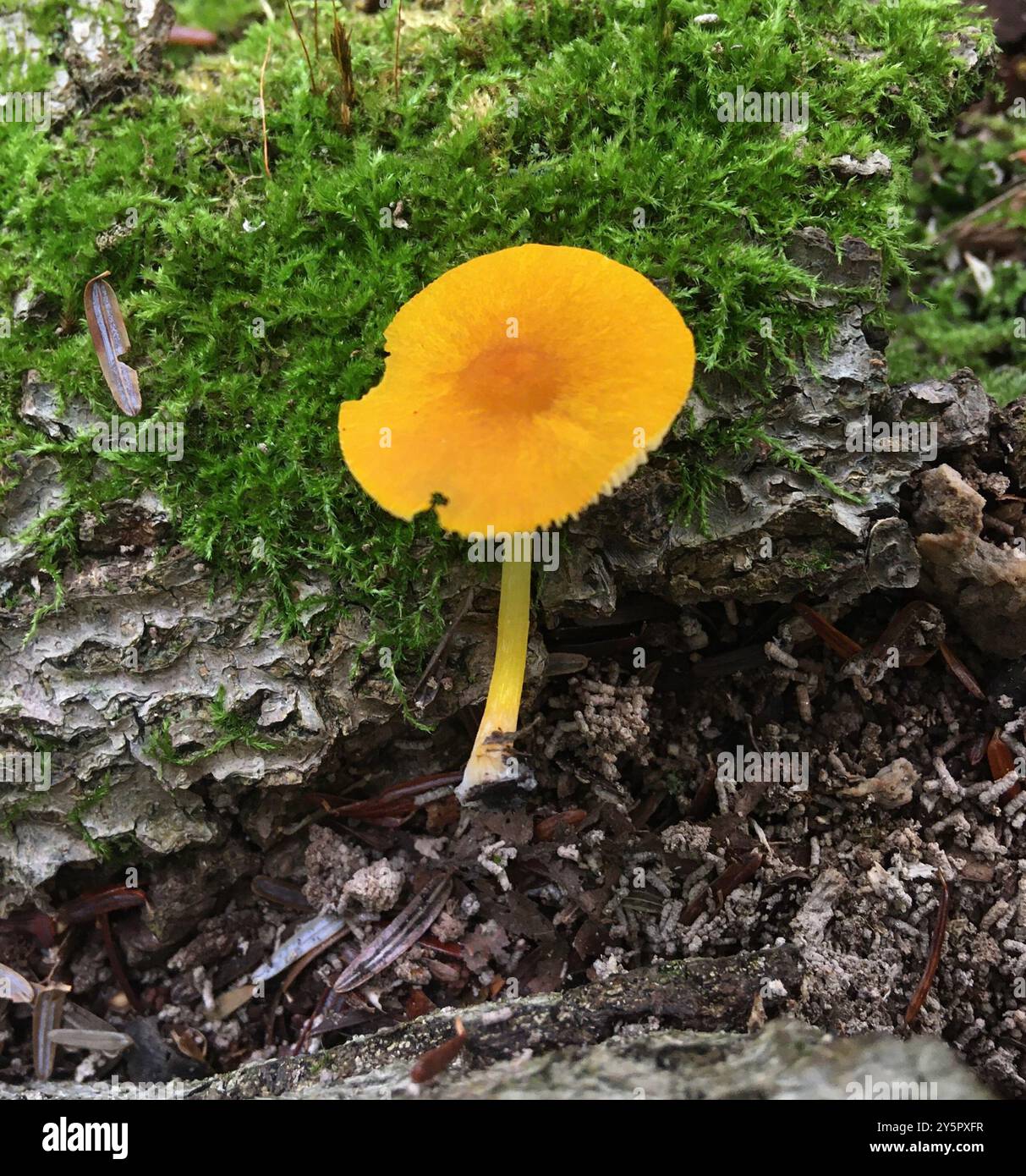 Yellow Deer Mushroom (Pluteus chrysophlebius) Fungi Stock Photo - Alamy