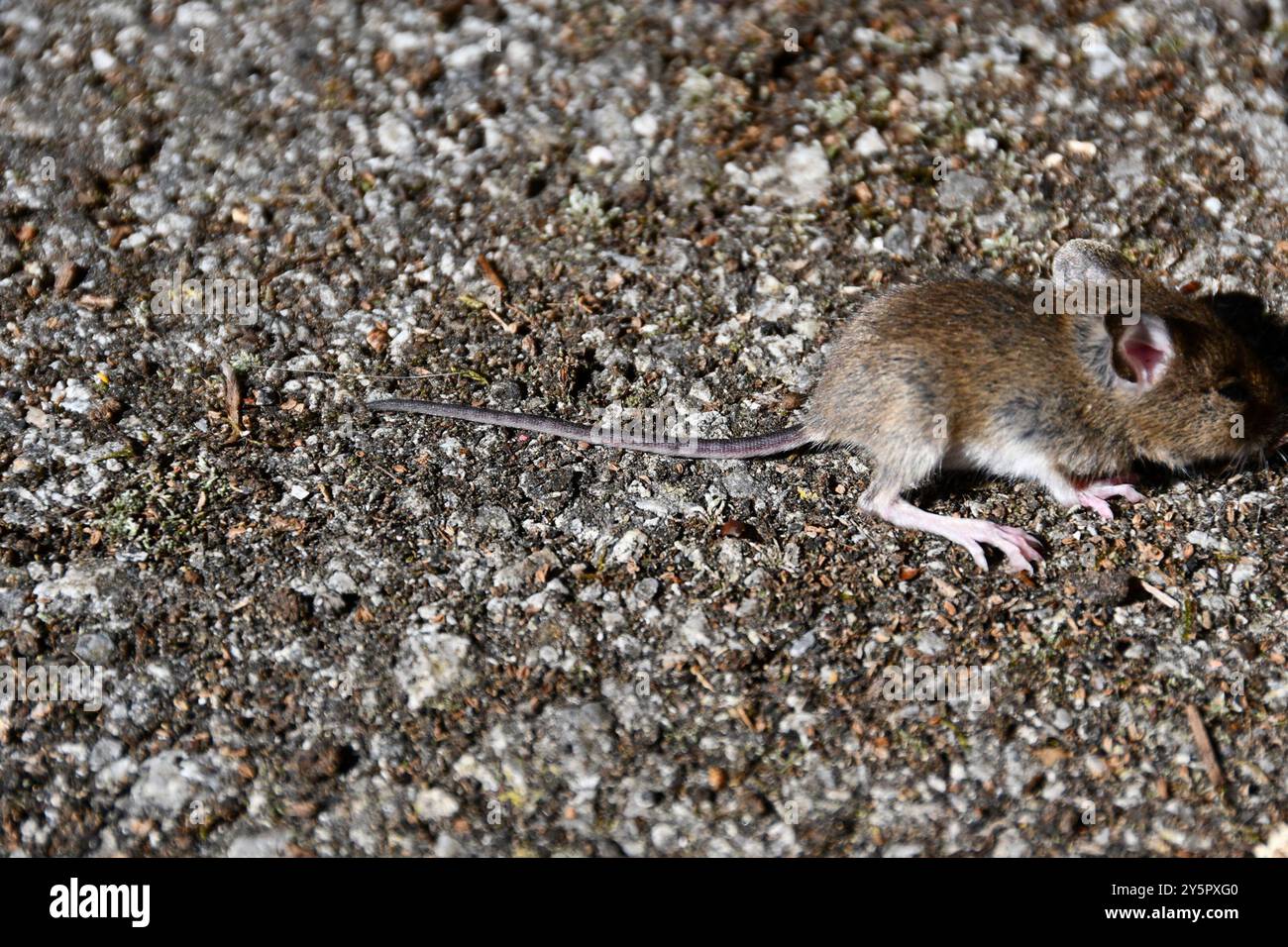 Old World Field Mice (Apodemus) Mammalia Stock Photo - Alamy
