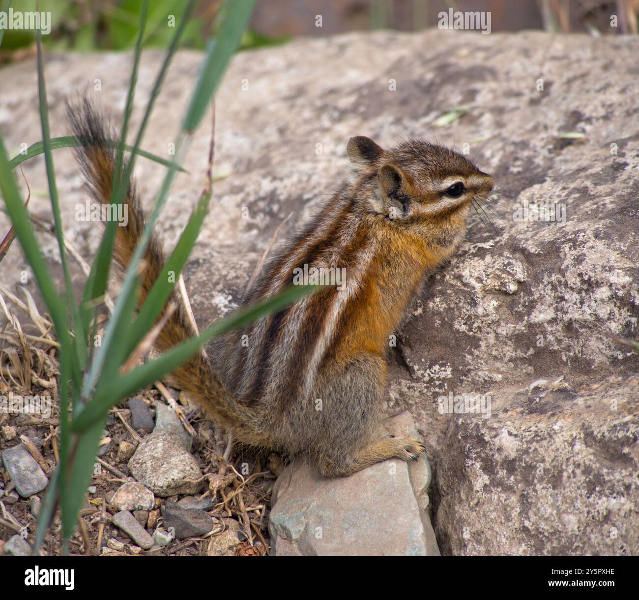 Western Chipmunks (Neotamias) Mammalia Stock Photo - Alamy