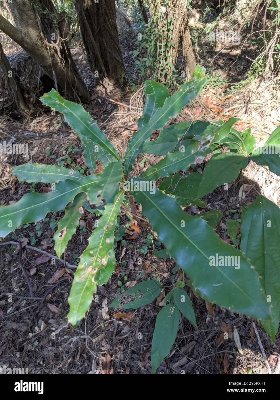 Macadamia Tree (Macadamia integrifolia) Plantae Stock Photo - Alamy