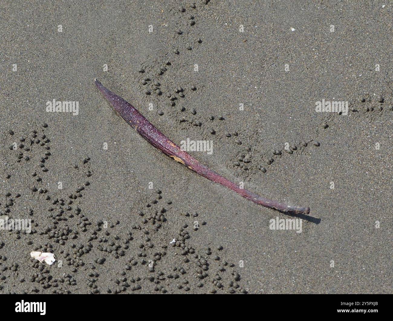 (Kandelia obovata) Plantae Stock Photo - Alamy