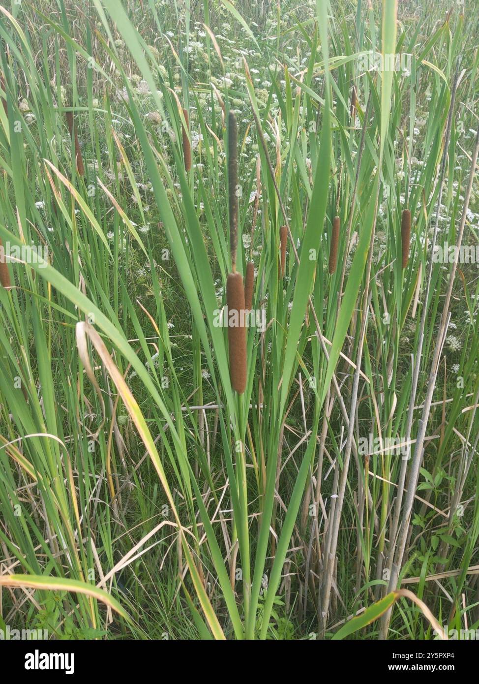 narrow-leaved cattail (Typha angustifolia) Plantae Stock Photo - Alamy