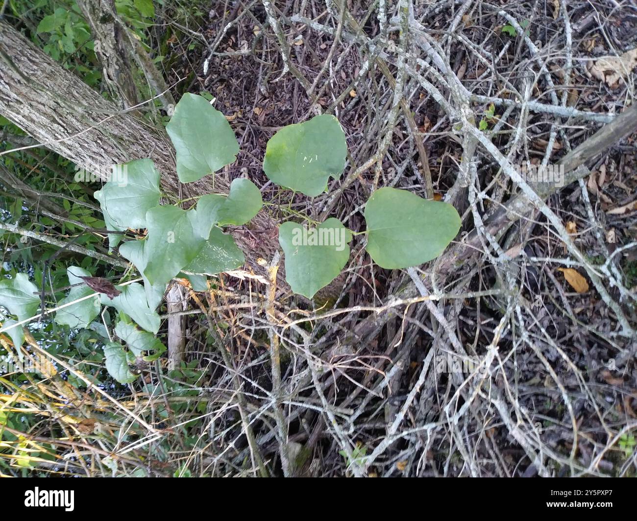 greenbriers (Smilax) Plantae Stock Photo - Alamy