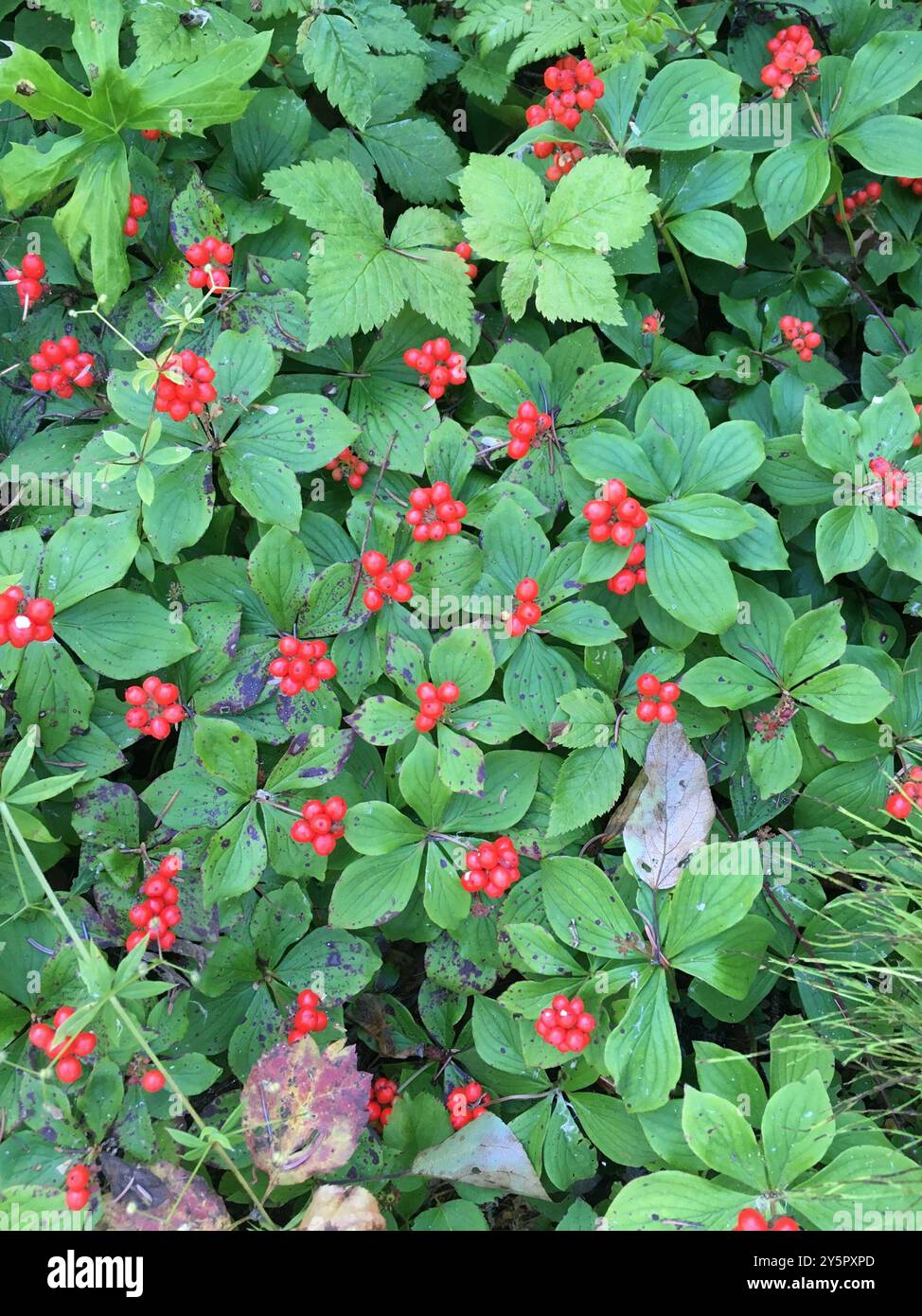 Canadian bunchberry (Cornus canadensis) Plantae Stock Photo - Alamy