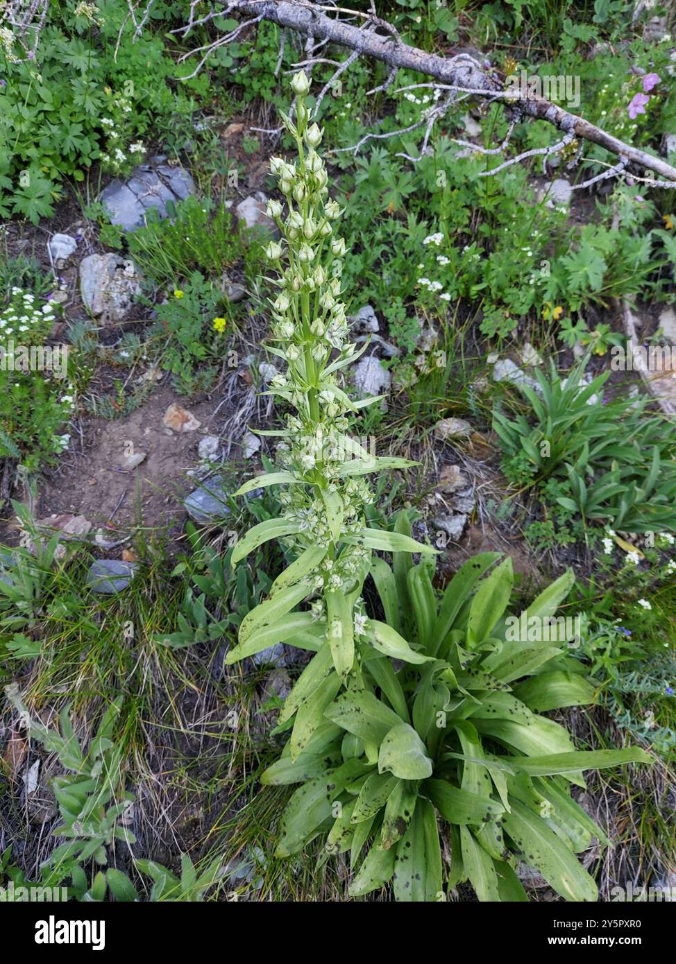 monument plant (Frasera speciosa) Plantae Stock Photo - Alamy