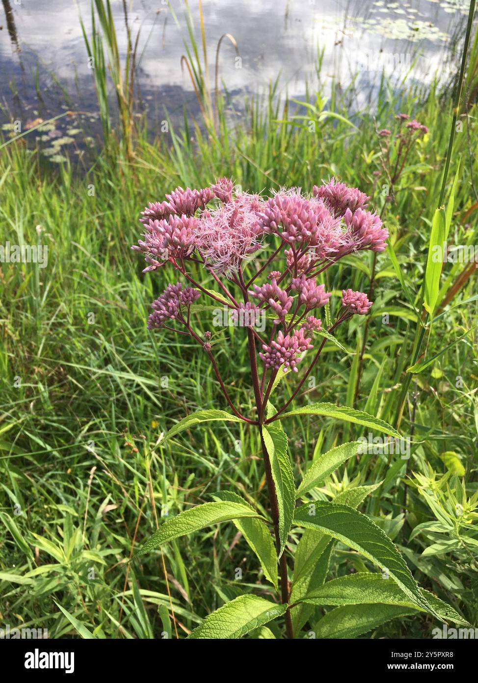 spotted Joe-Pye weed (Eutrochium maculatum) Plantae Stock Photo - Alamy