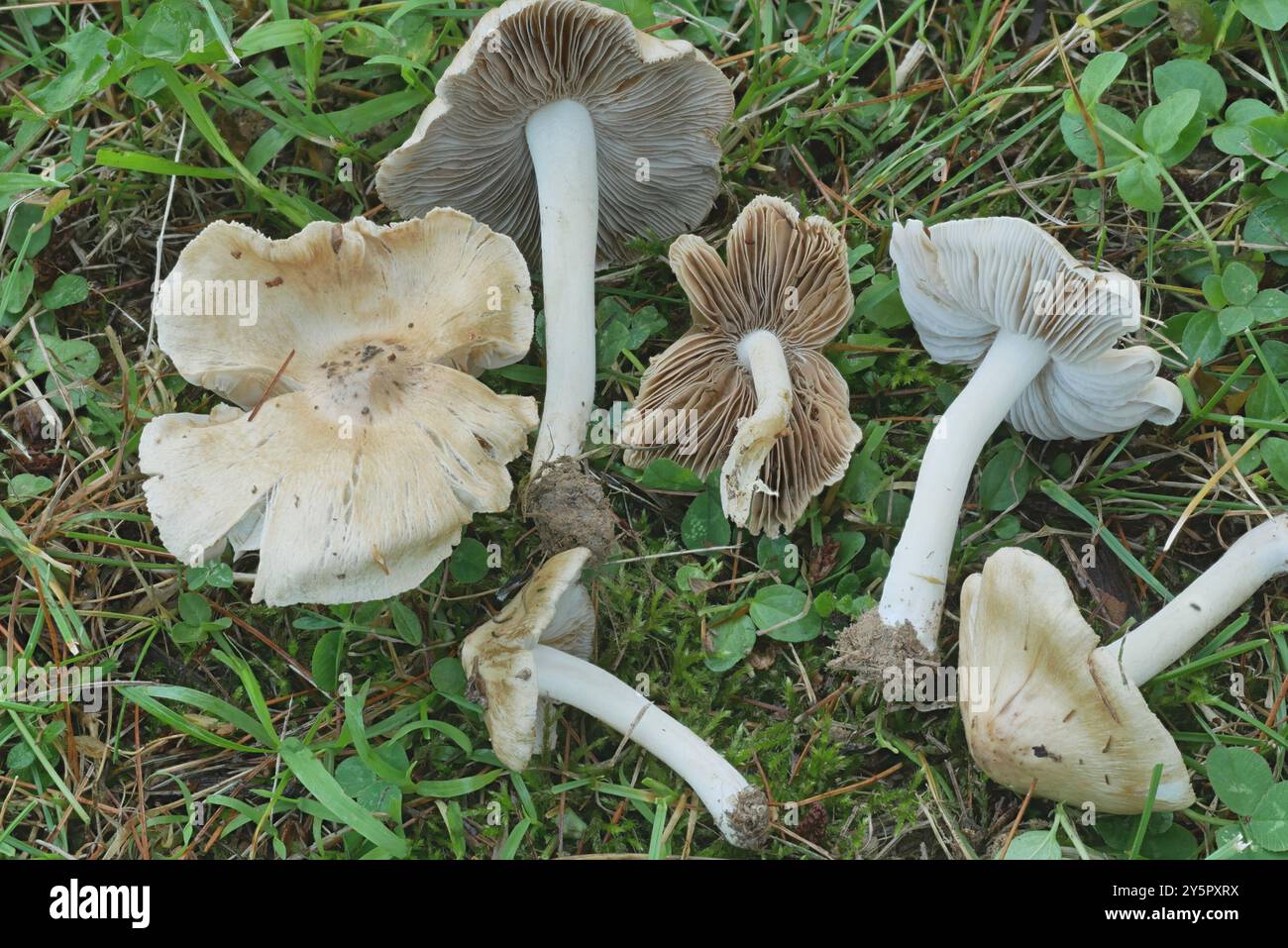 Fibercaps and Allies (Inocybaceae) Fungi Stock Photo - Alamy