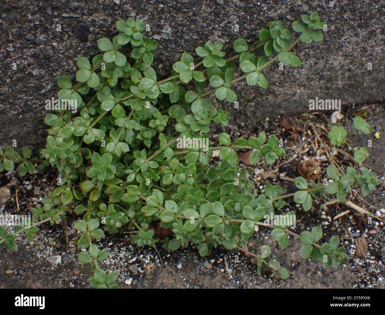 tiny bedstraw (Galium murale) Plantae Stock Photo - Alamy