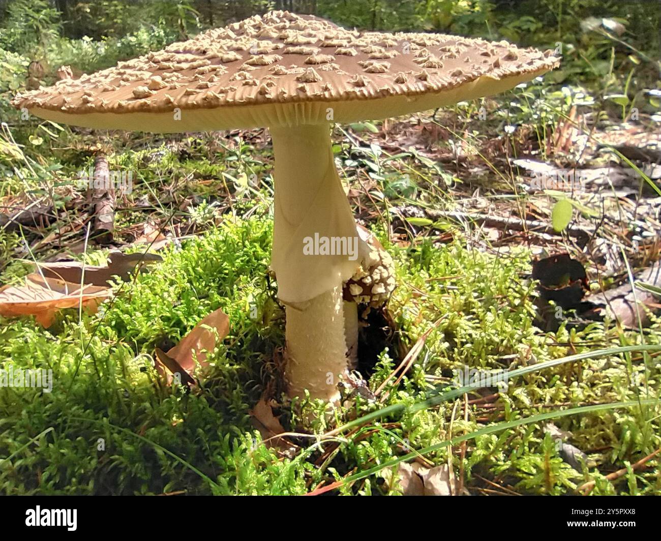 Royal fly agaric (Amanita regalis) Fungi Stock Photo - Alamy
