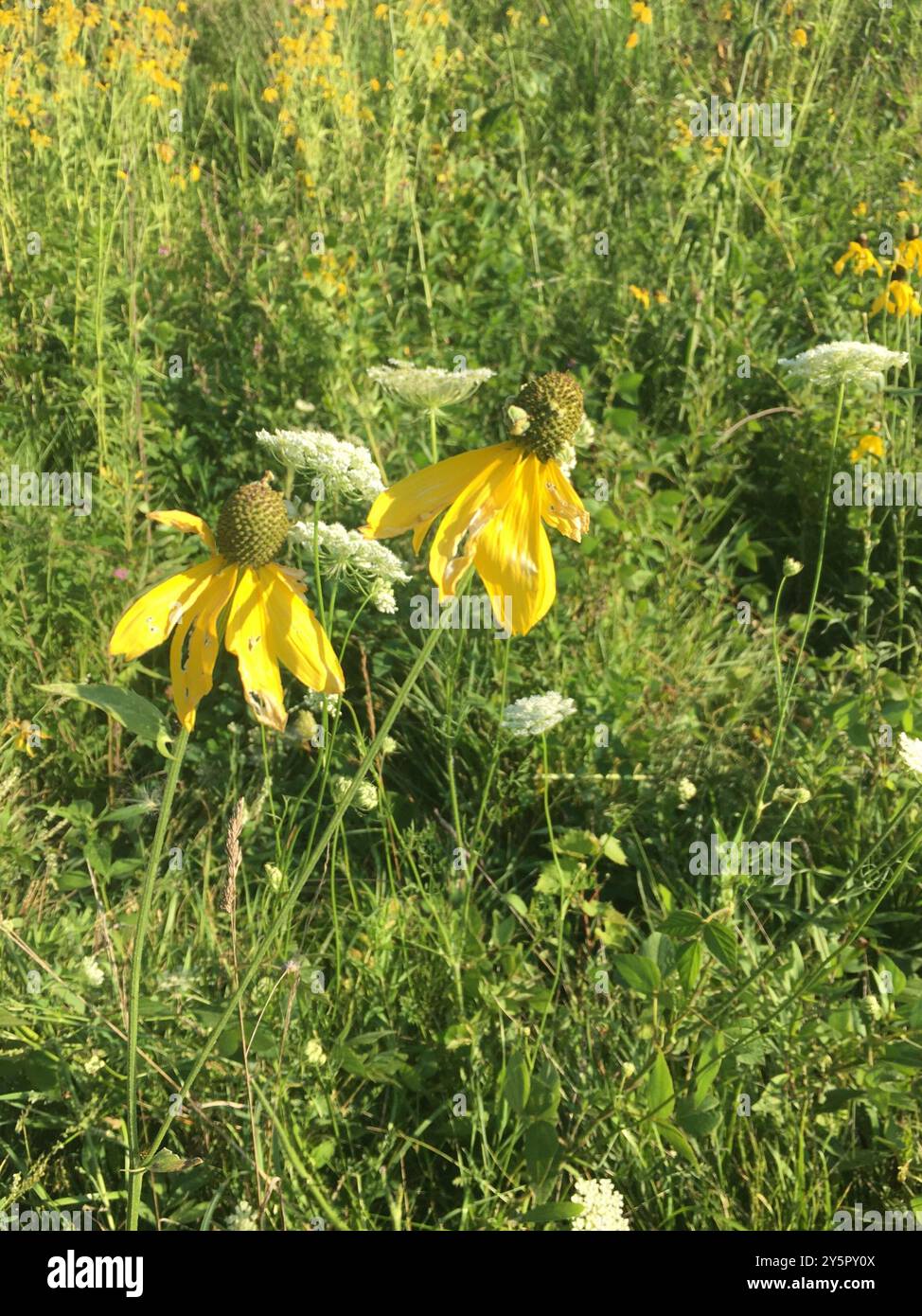 grey-headed coneflower (Ratibida pinnata) Plantae Stock Photo - Alamy