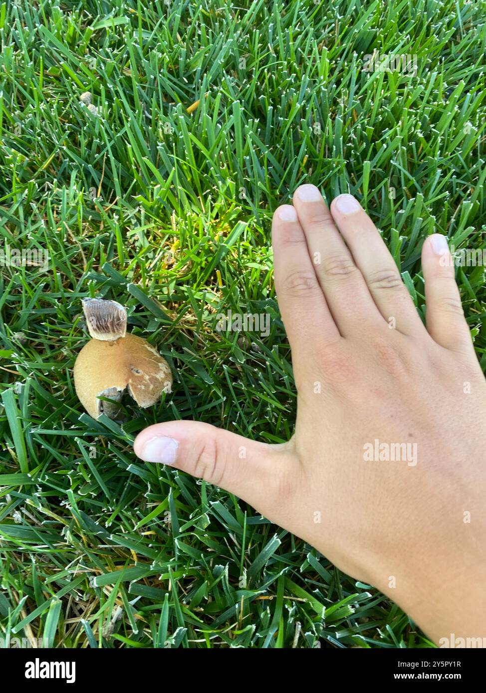 weeping widow (Lacrymaria lacrymabunda) Fungi Stock Photo - Alamy