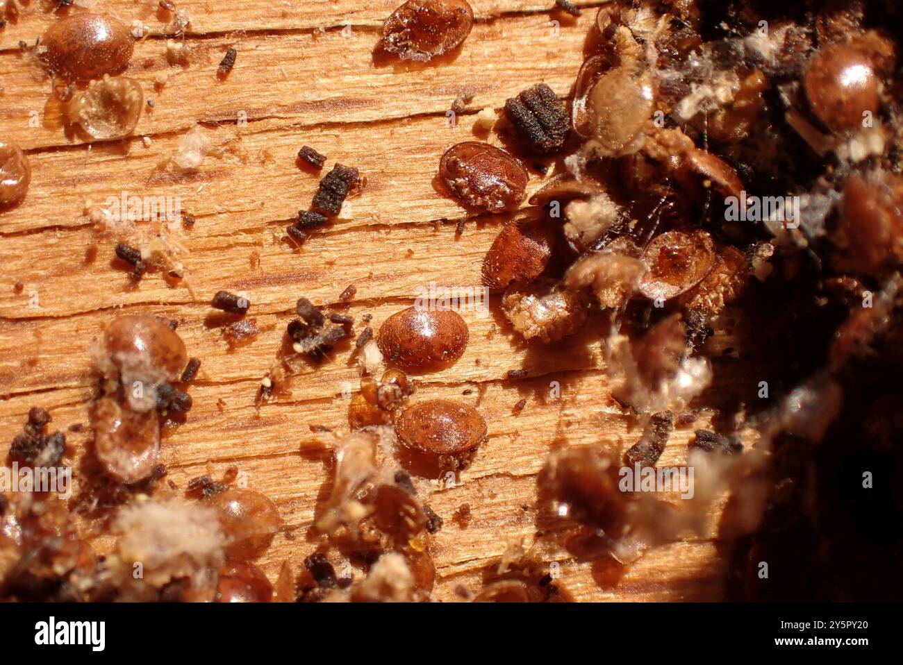 Varroa Mite (Varroa destructor) Arachnida Stock Photo - Alamy
