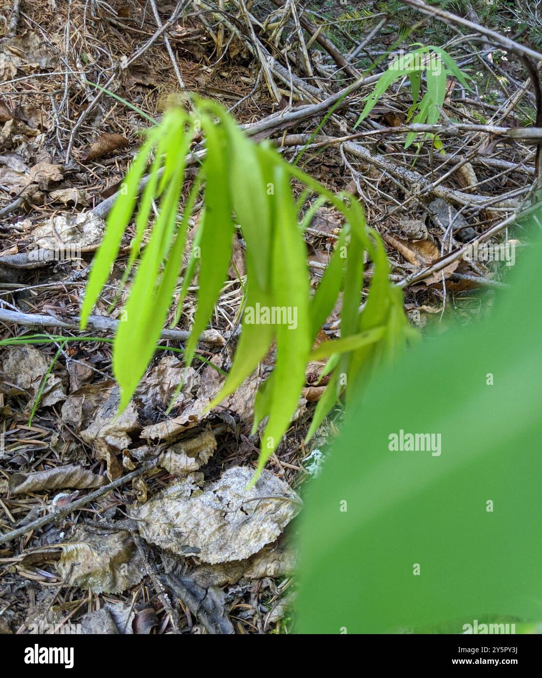 vascular plants (Tracheophyta) Plantae Stock Photo - Alamy
