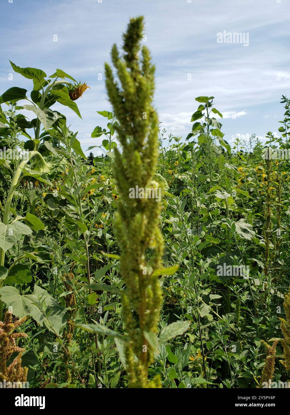 Redroot Amaranth (Amaranthus retroflexus) Plantae Stock Photo - Alamy