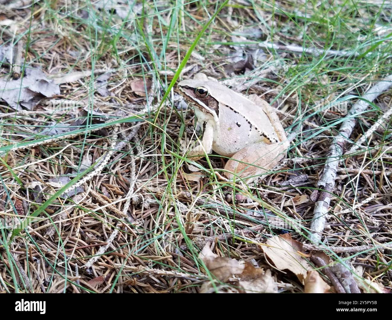 Wood Frog (Lithobates sylvaticus) Amphibia Stock Photo - Alamy