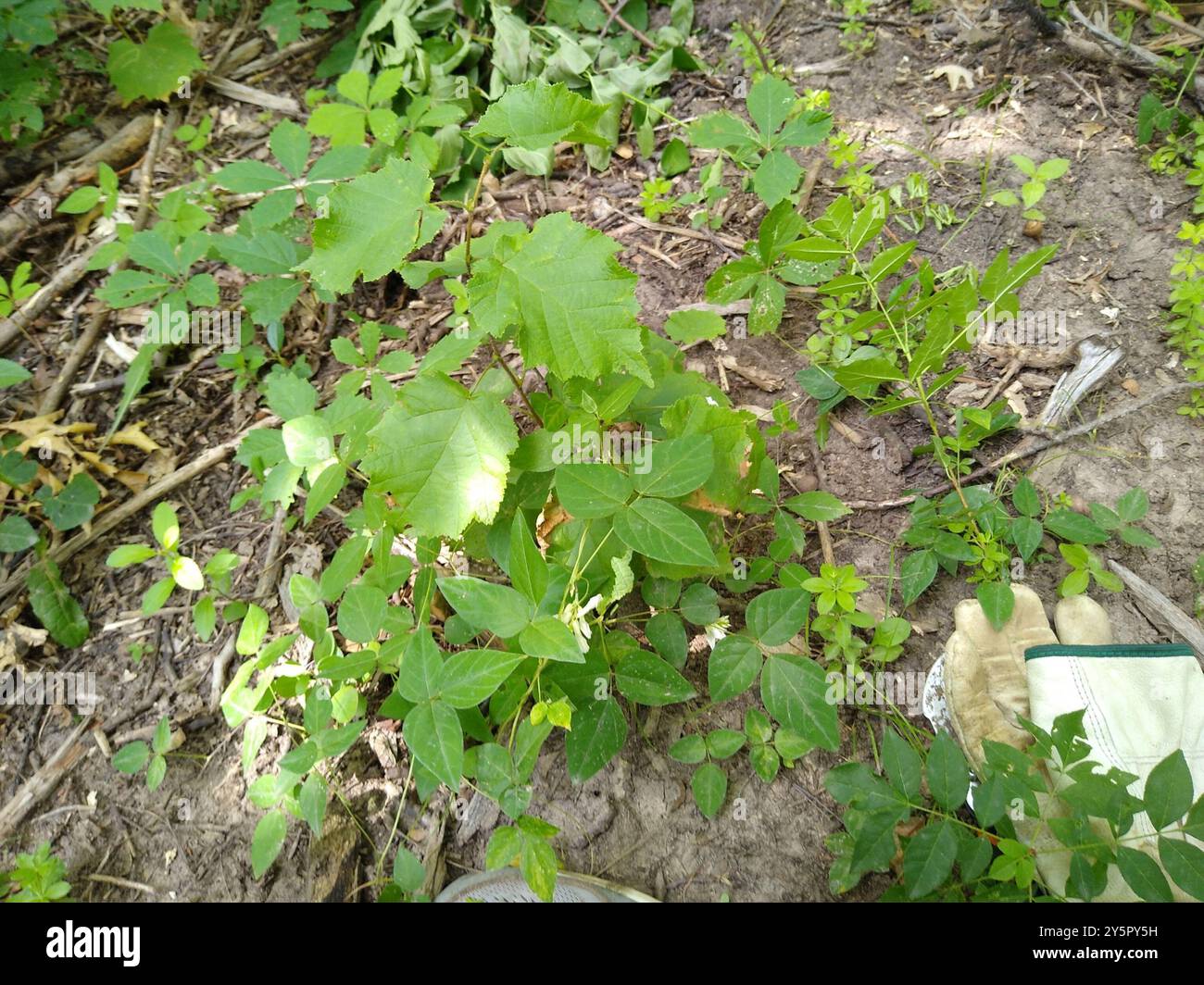 American hog-peanut (Amphicarpaea bracteata) Plantae Stock Photo - Alamy