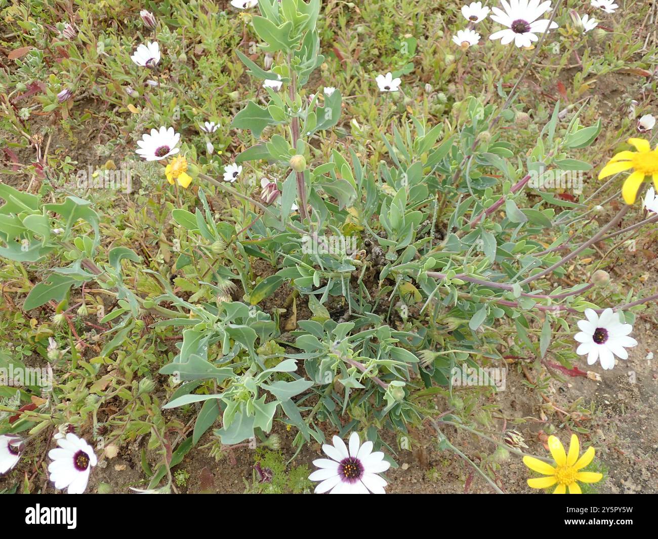 Sand Babooncabbage (Othonna coronopifolia) Plantae Stock Photo - Alamy