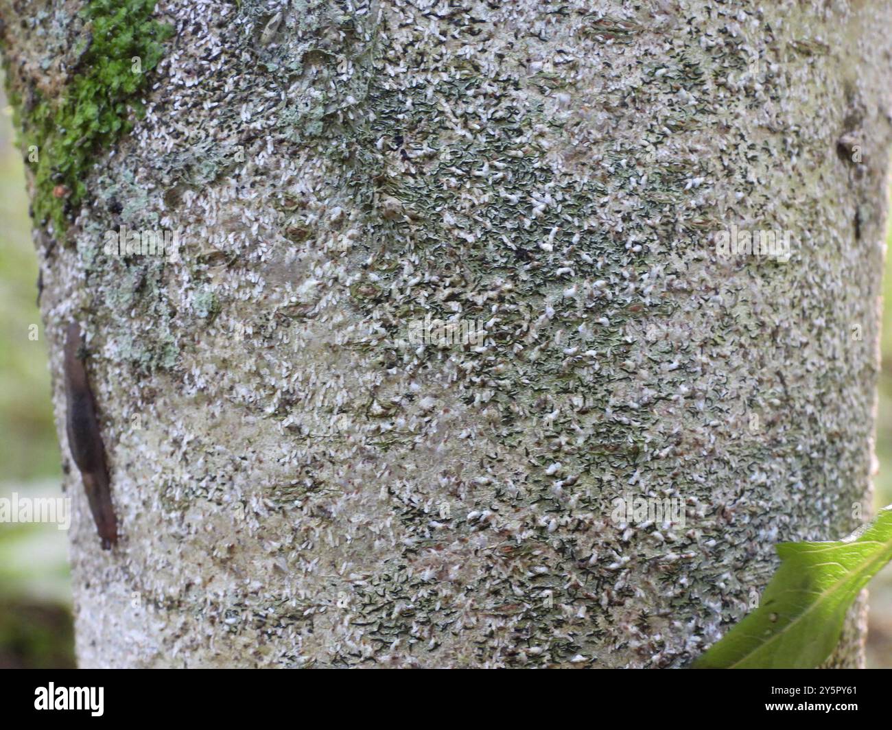 Common Script Lichen (Graphis scripta) Fungi Stock Photo - Alamy