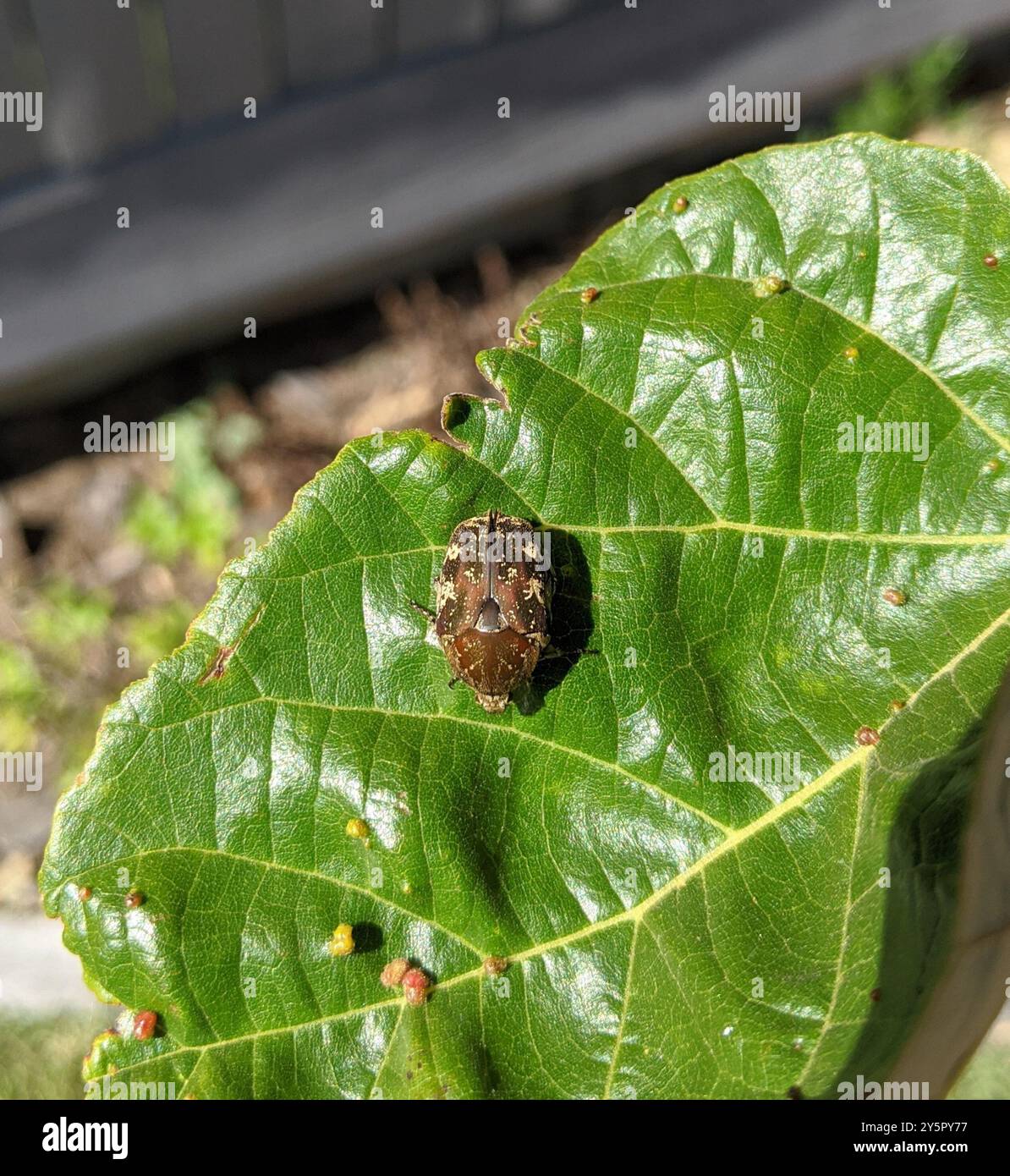 Mango Flower Beetle (Protaetia fusca) Insecta Stock Photo - Alamy