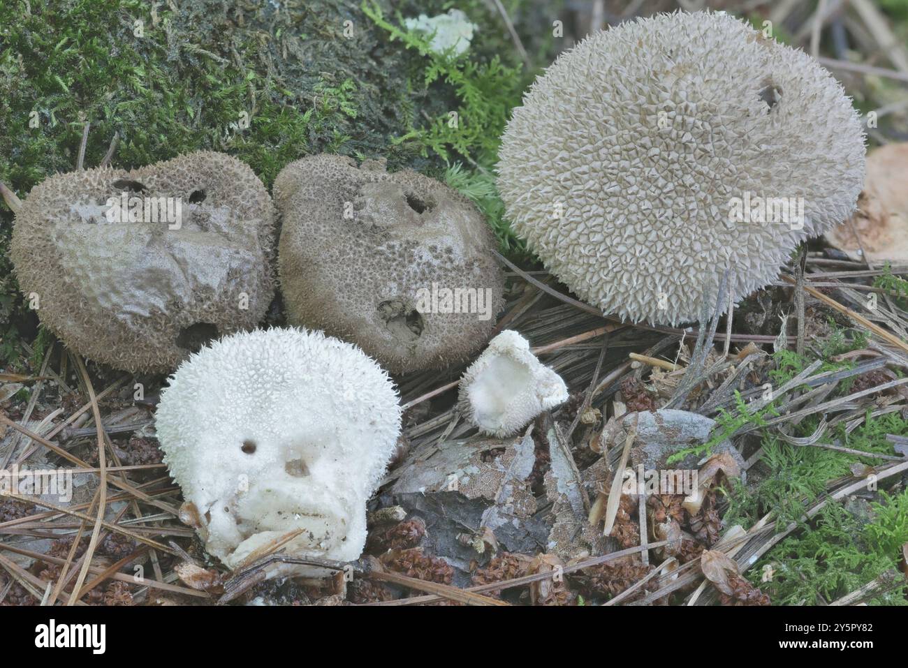 Spiny Puffball (Lycoperdon echinatum) Fungi Stock Photo - Alamy