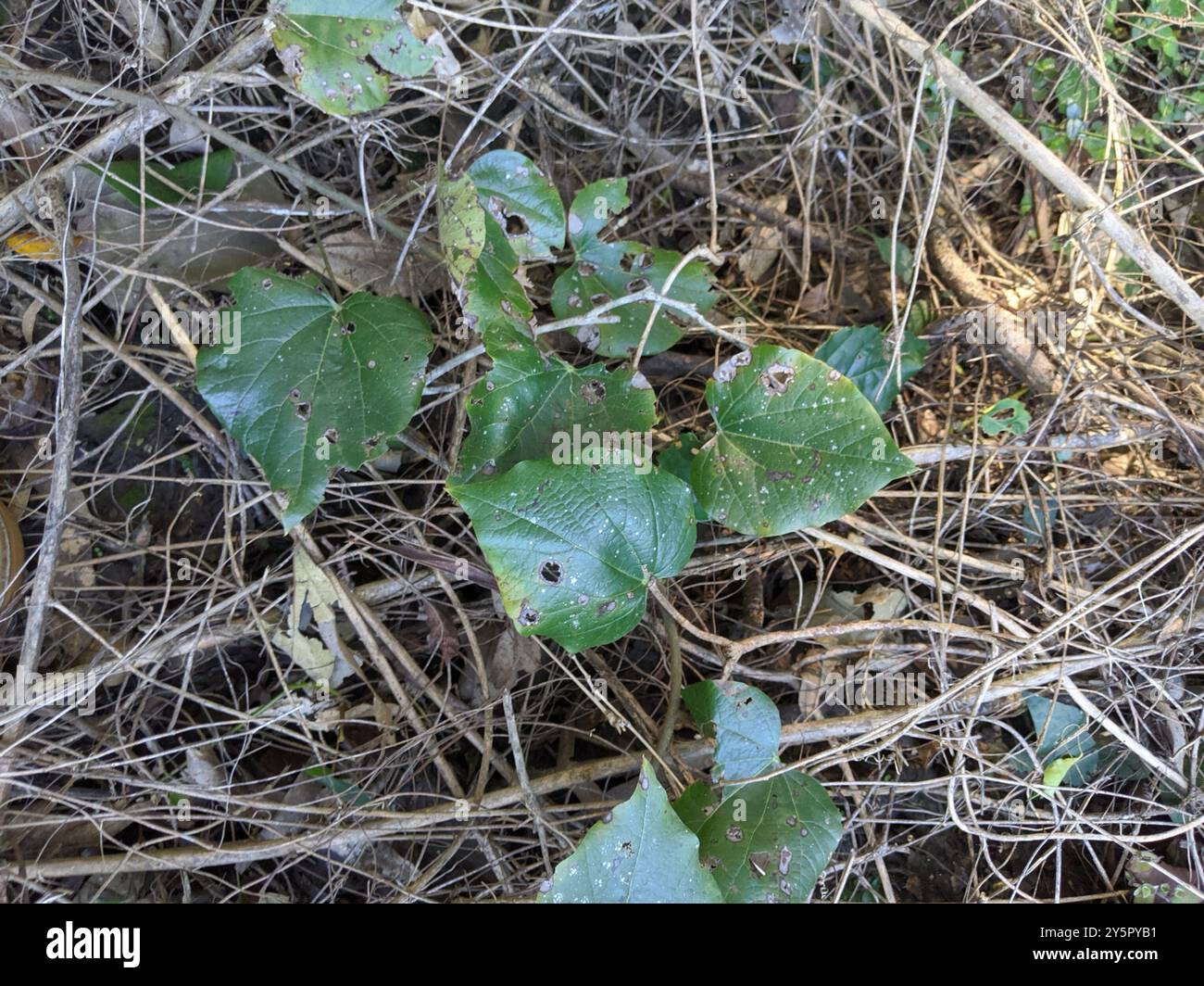 Big-Leaf Vine (Legnephora moorei) Plantae Stock Photo - Alamy