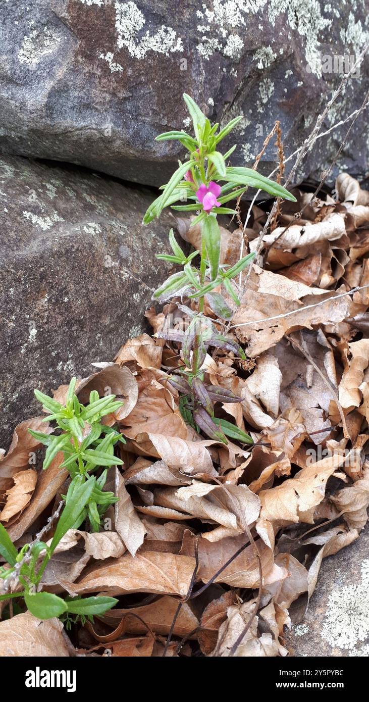 Weasel's-snout (Misopates orontium) Plantae Stock Photo - Alamy