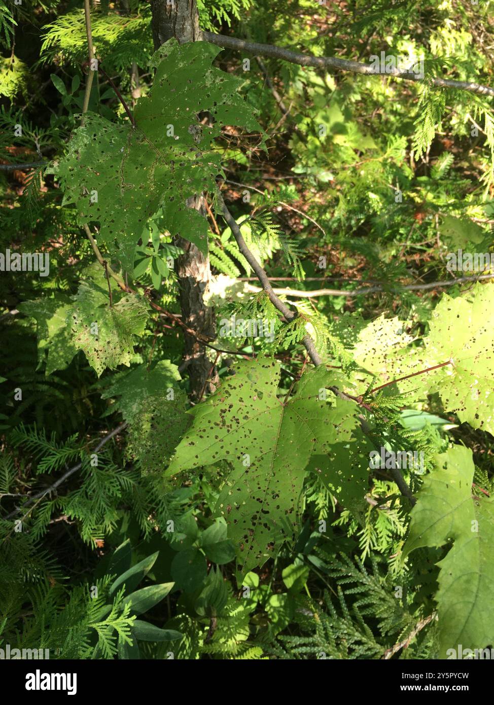 riverbank grape (Vitis riparia) Plantae Stock Photo - Alamy