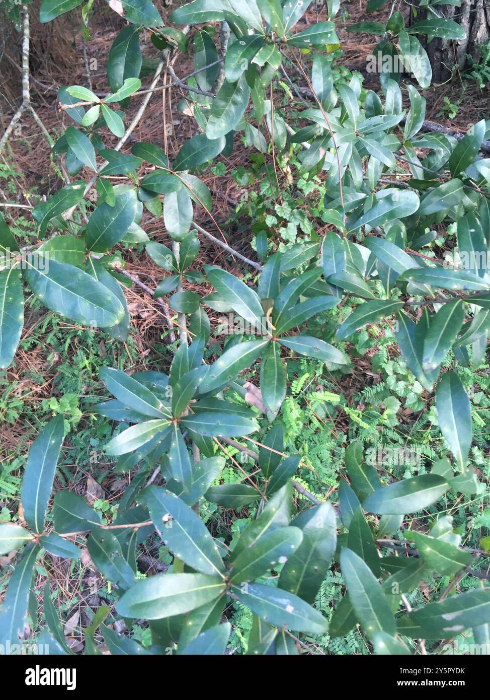 swamp laurel oak (Quercus laurifolia) Plantae Stock Photo - Alamy
