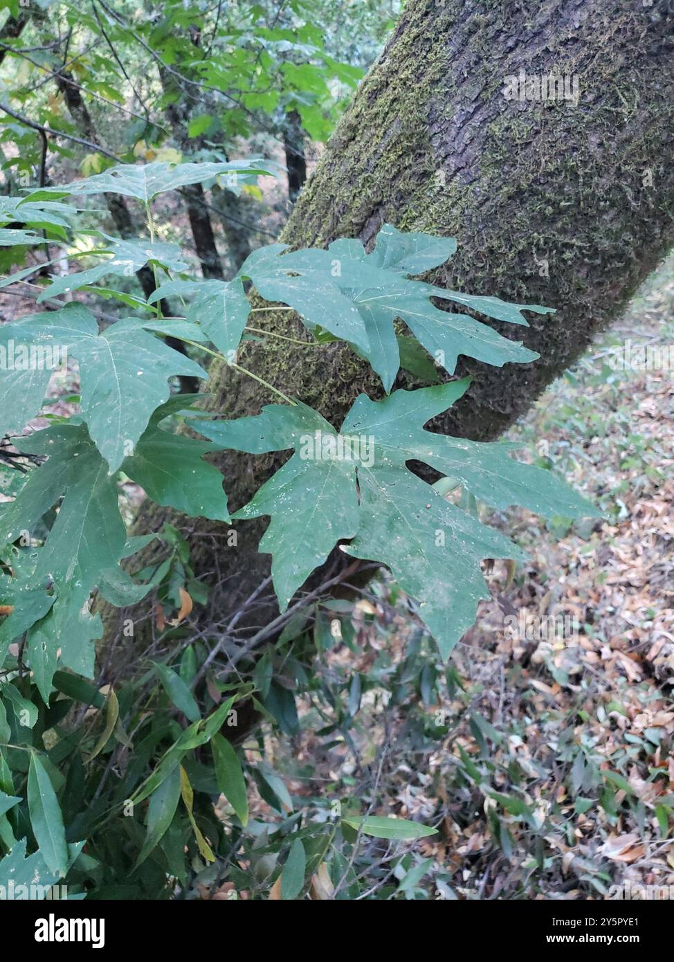 bigleaf maple (Acer macrophyllum) Plantae Stock Photo - Alamy