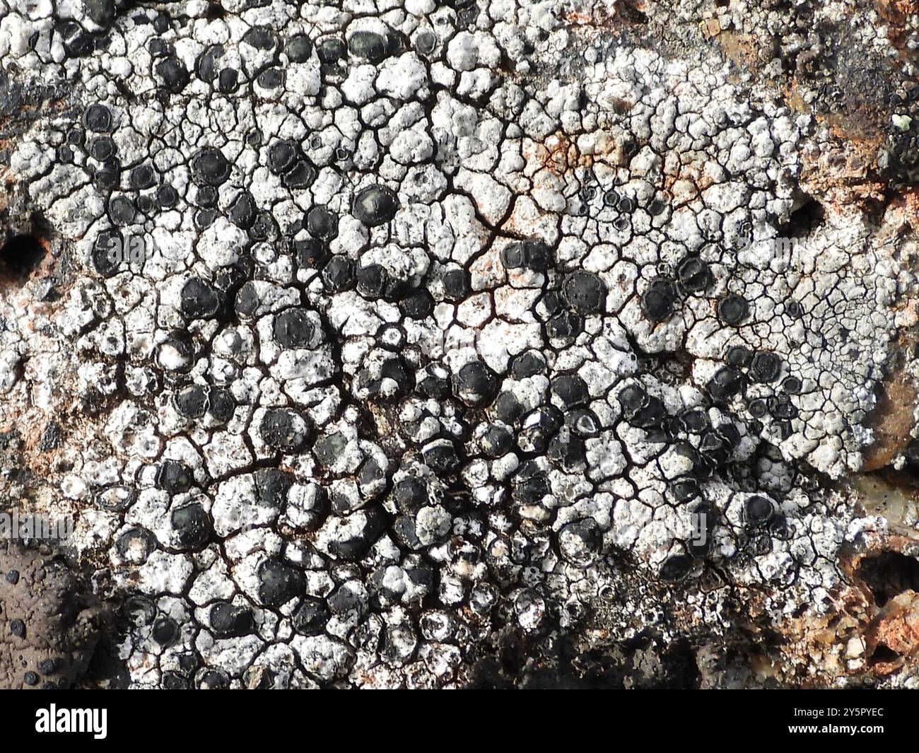 Tile Lichens (Lecidea) Fungi Stock Photo - Alamy