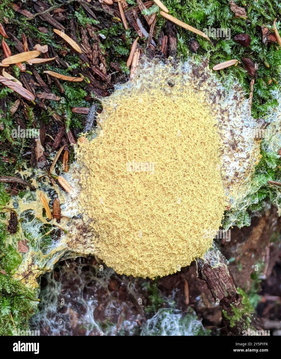 Dog Vomit Slime Mold (Fuligo septica) Protozoa Stock Photo - Alamy