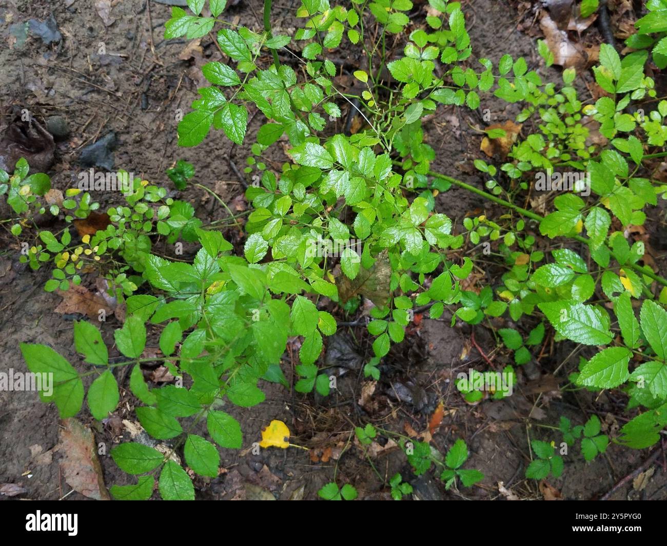 multiflora rose (Rosa multiflora) Plantae Stock Photo - Alamy