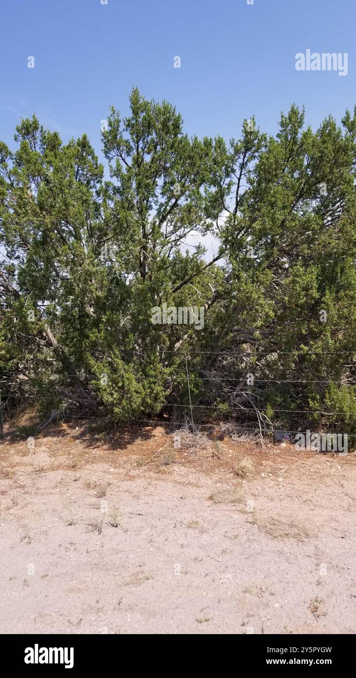 One-seed Juniper (Juniperus monosperma) Plantae Stock Photo - Alamy