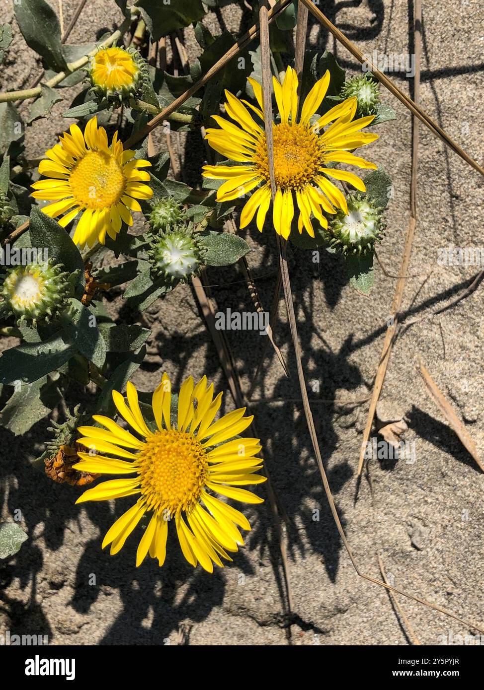Oregon Gumplant (Grindelia stricta) Plantae Stock Photo - Alamy