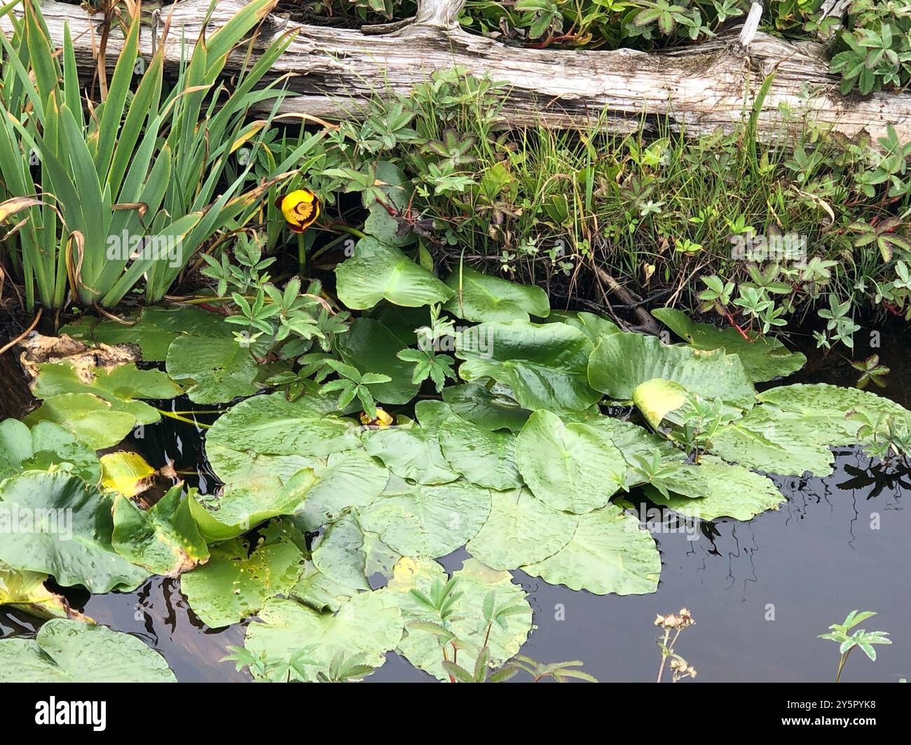 Variegated Yellow Pond-Lily (Nuphar variegata) Plantae Stock Photo - Alamy