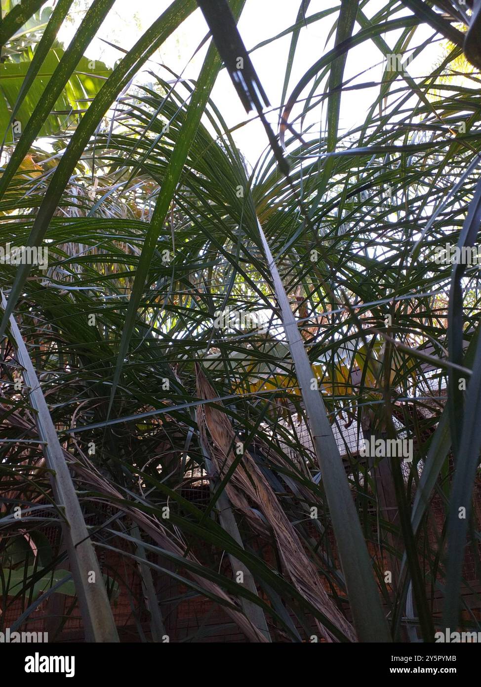 Macaw palm (Acrocomia aculeata) Plantae Stock Photo - Alamy