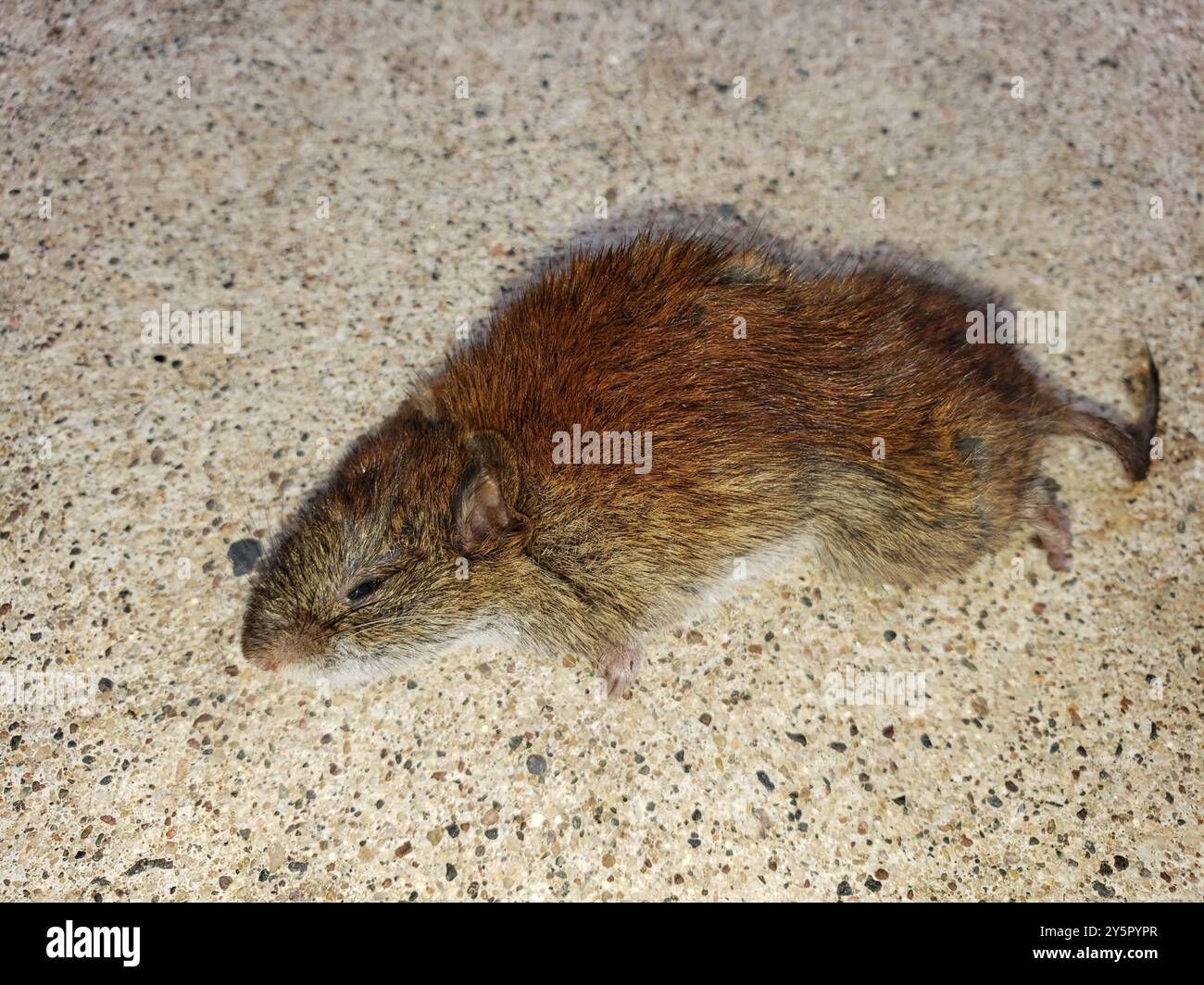Southern red backed vole hi-res stock photography and images - Alamy