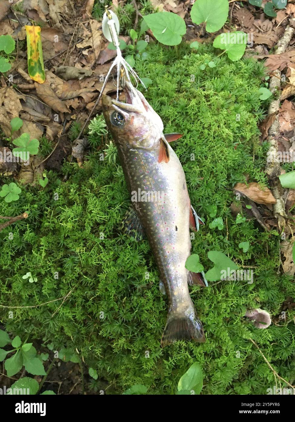 Brook Trout (Salvelinus fontinalis) Actinopterygii Stock Photo - Alamy