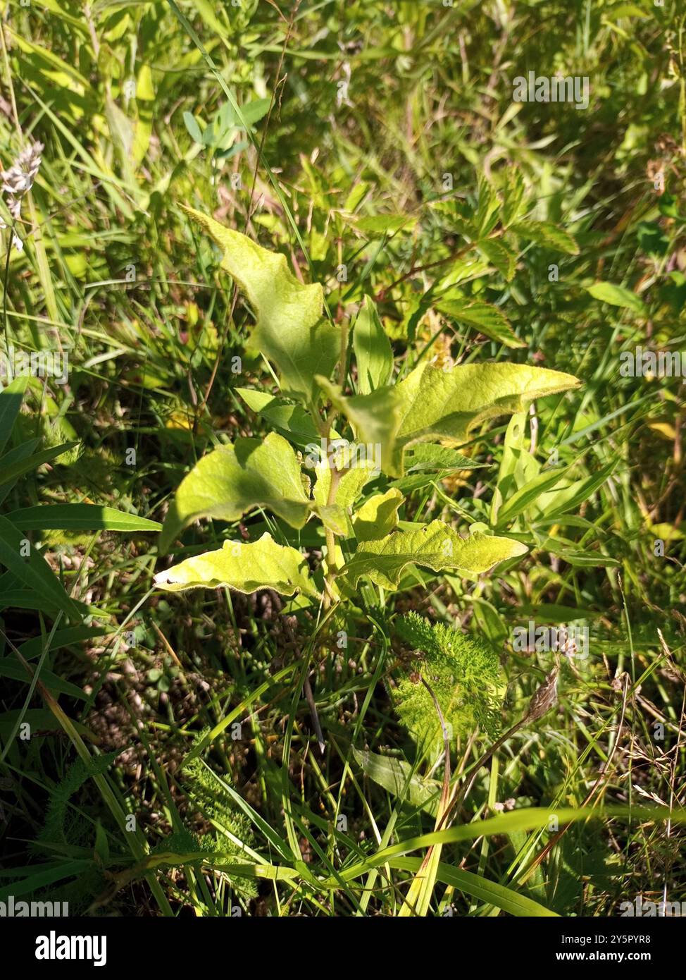 Carolina horsenettle (Solanum carolinense) Plantae Stock Photo - Alamy