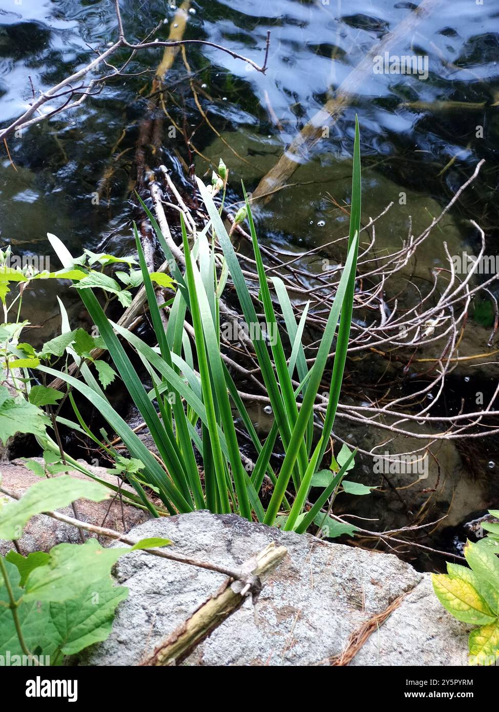 northern blue flag (Iris versicolor) Plantae Stock Photo - Alamy