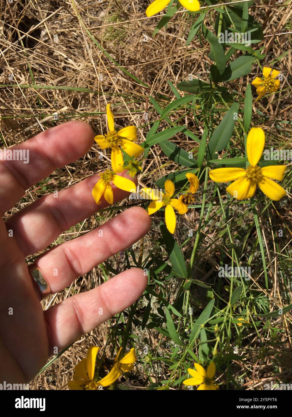 Greater Tickseed (Coreopsis major) Plantae Stock Photo - Alamy