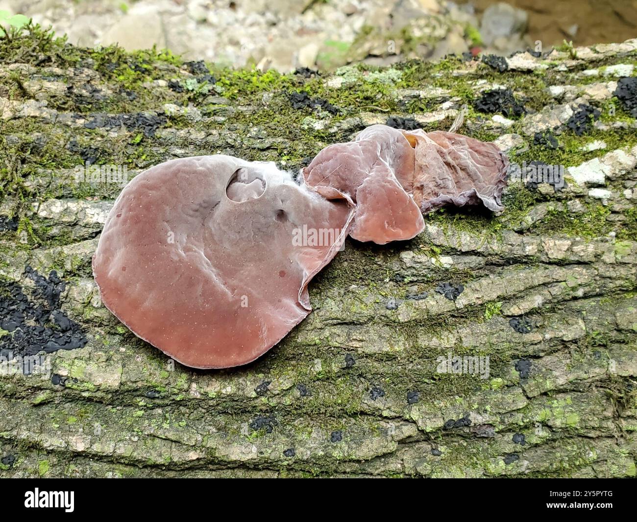 Wood ear fungi (Auricularia) Fungi Stock Photo - Alamy