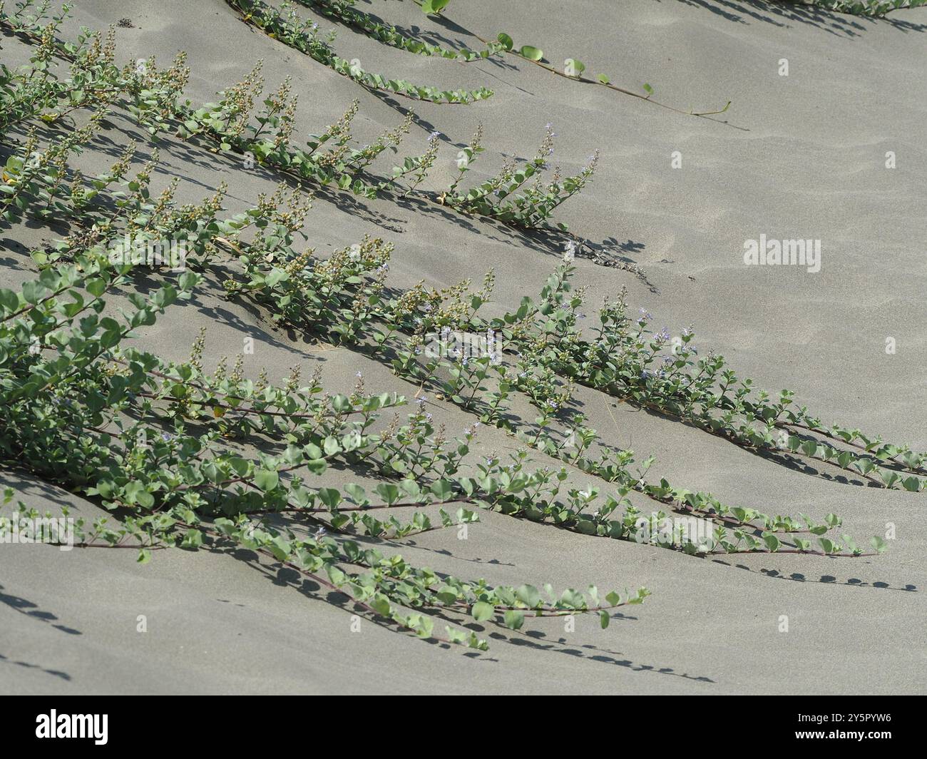 Beach Vitex (Vitex rotundifolia) Plantae Stock Photo - Alamy