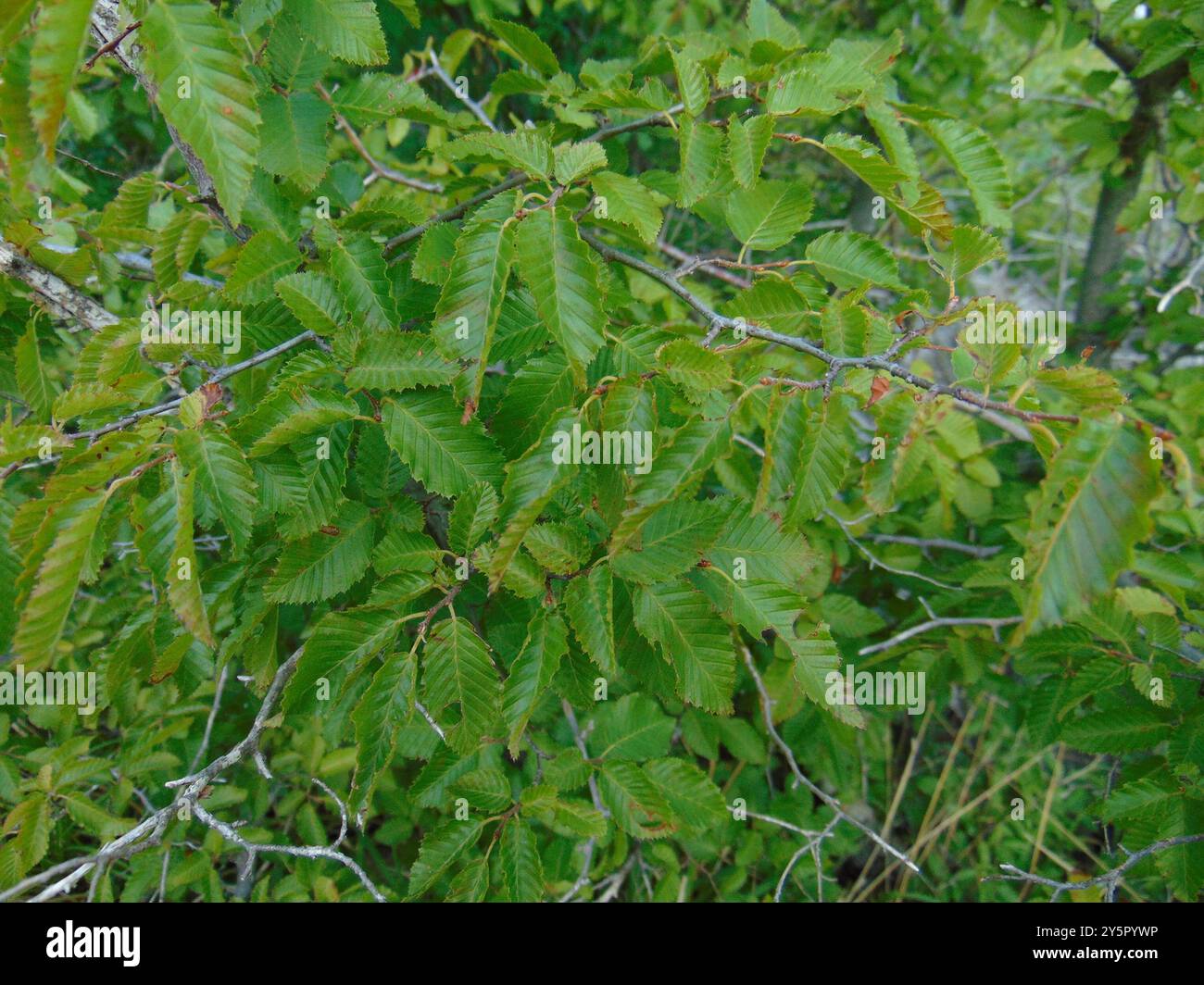 Eastern Hornbeam (Carpinus orientalis) Plantae Stock Photo - Alamy