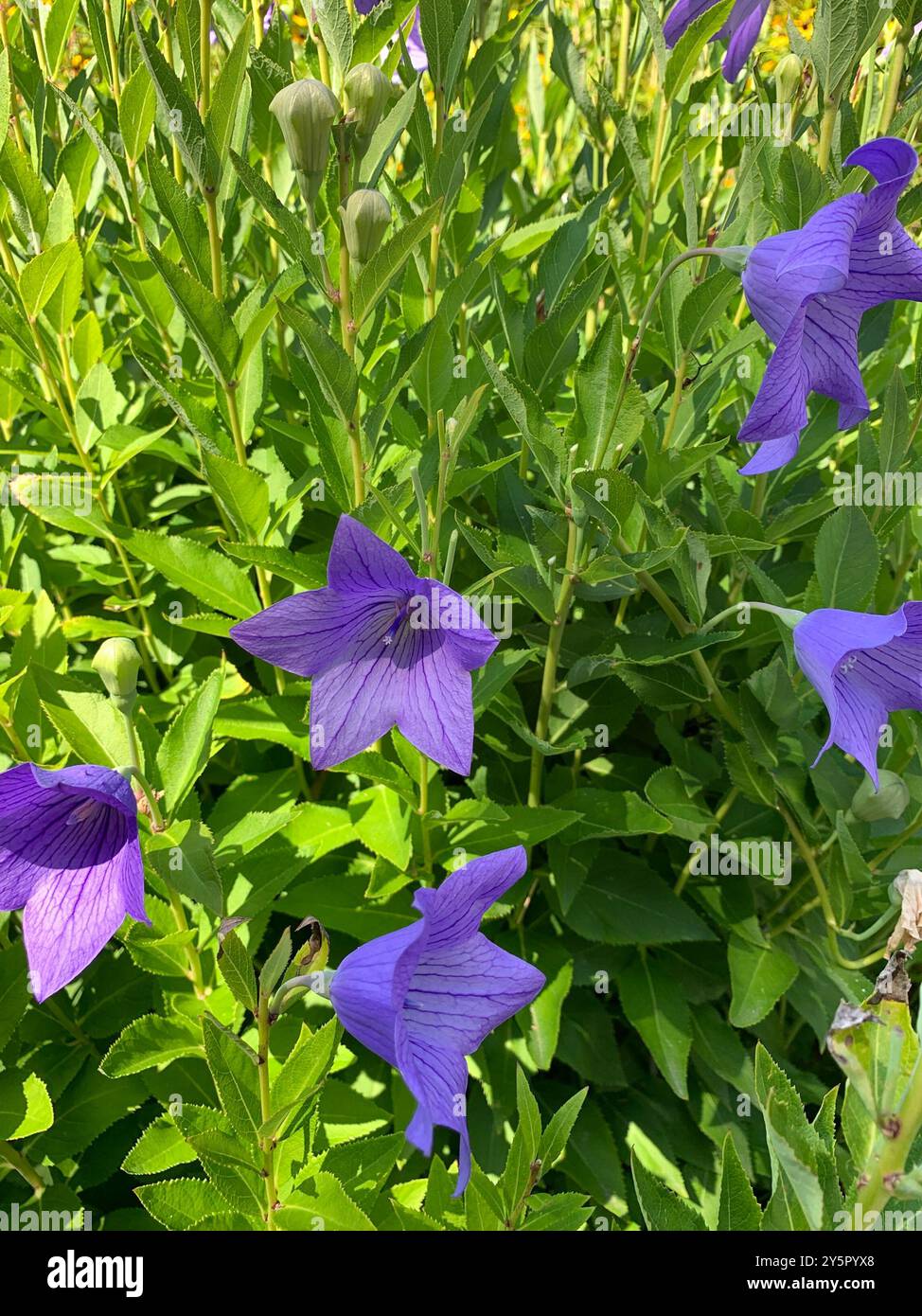 balloon flower (Platycodon grandiflorus) Plantae Stock Photo - Alamy